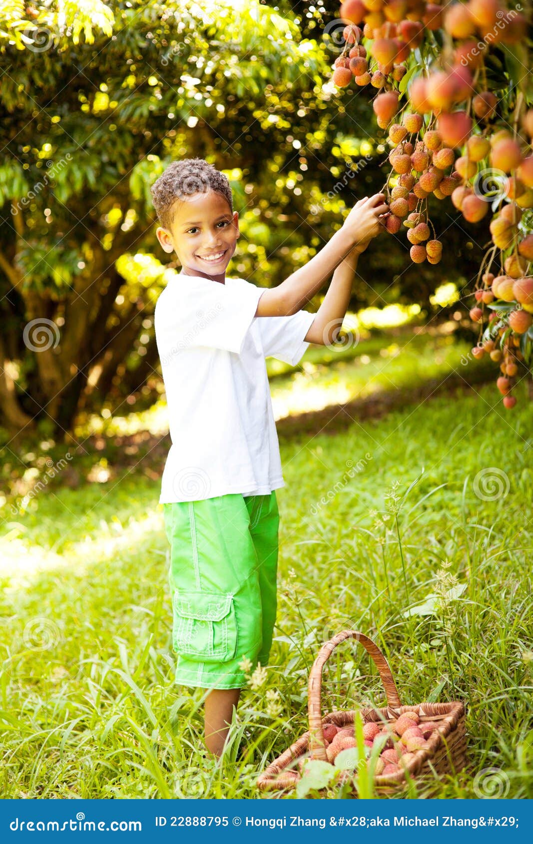 Boy picking lychees stock image. Image of cheerful, healthy - 22888795