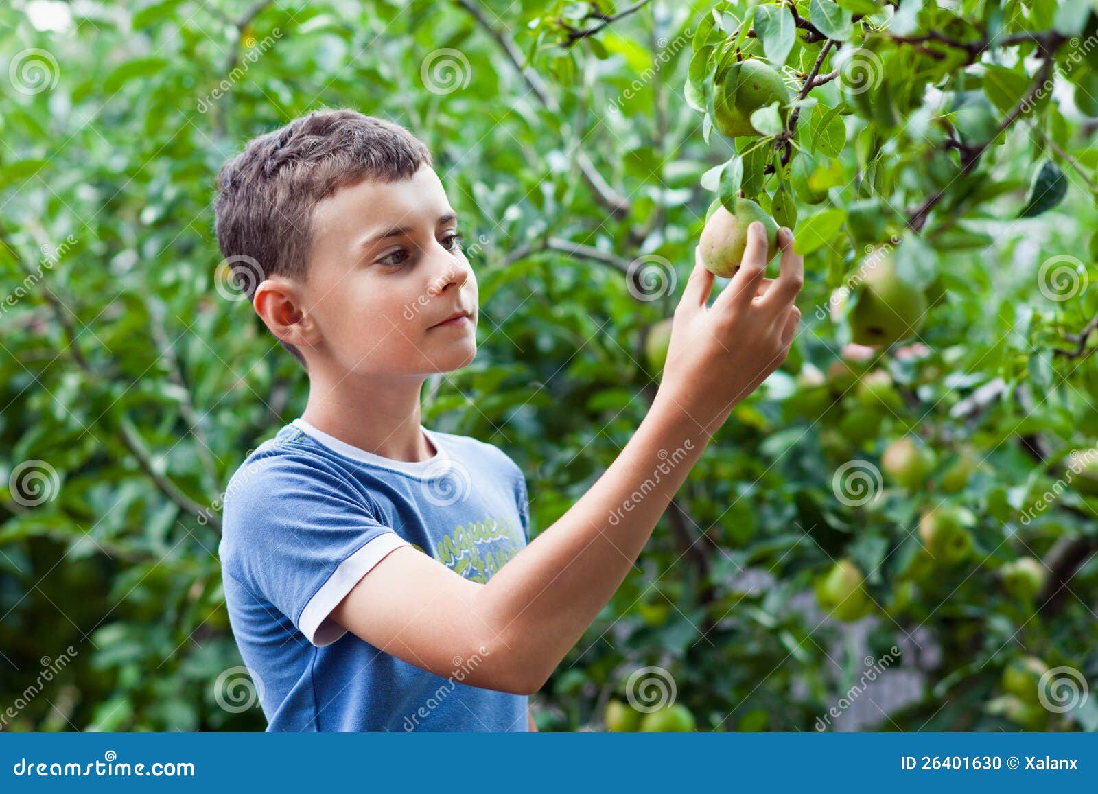 Boy picking pears stock photo. Image of agriculture, agricultural ...