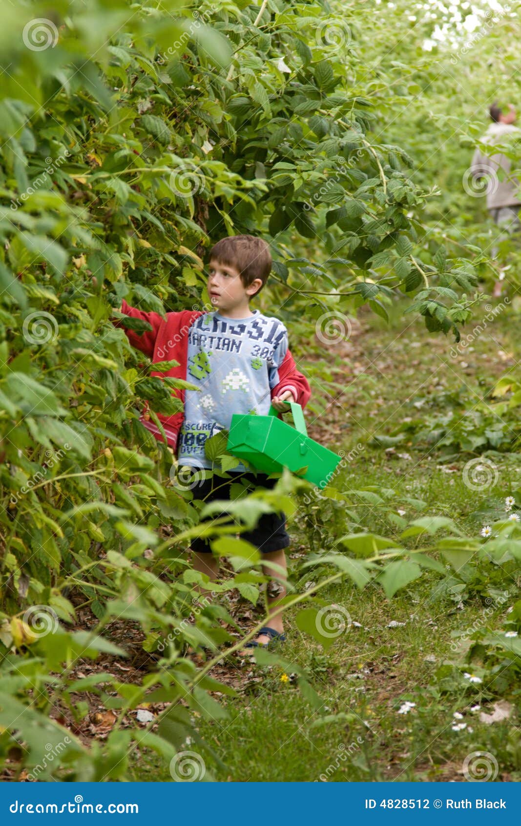 Boy picking raspberries stock photo. Image of child, childhood - 4828512