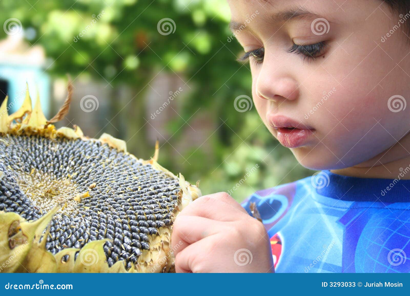 Boy Picking Sunflower Seeds Stock Image - Image of determine, summer ...
