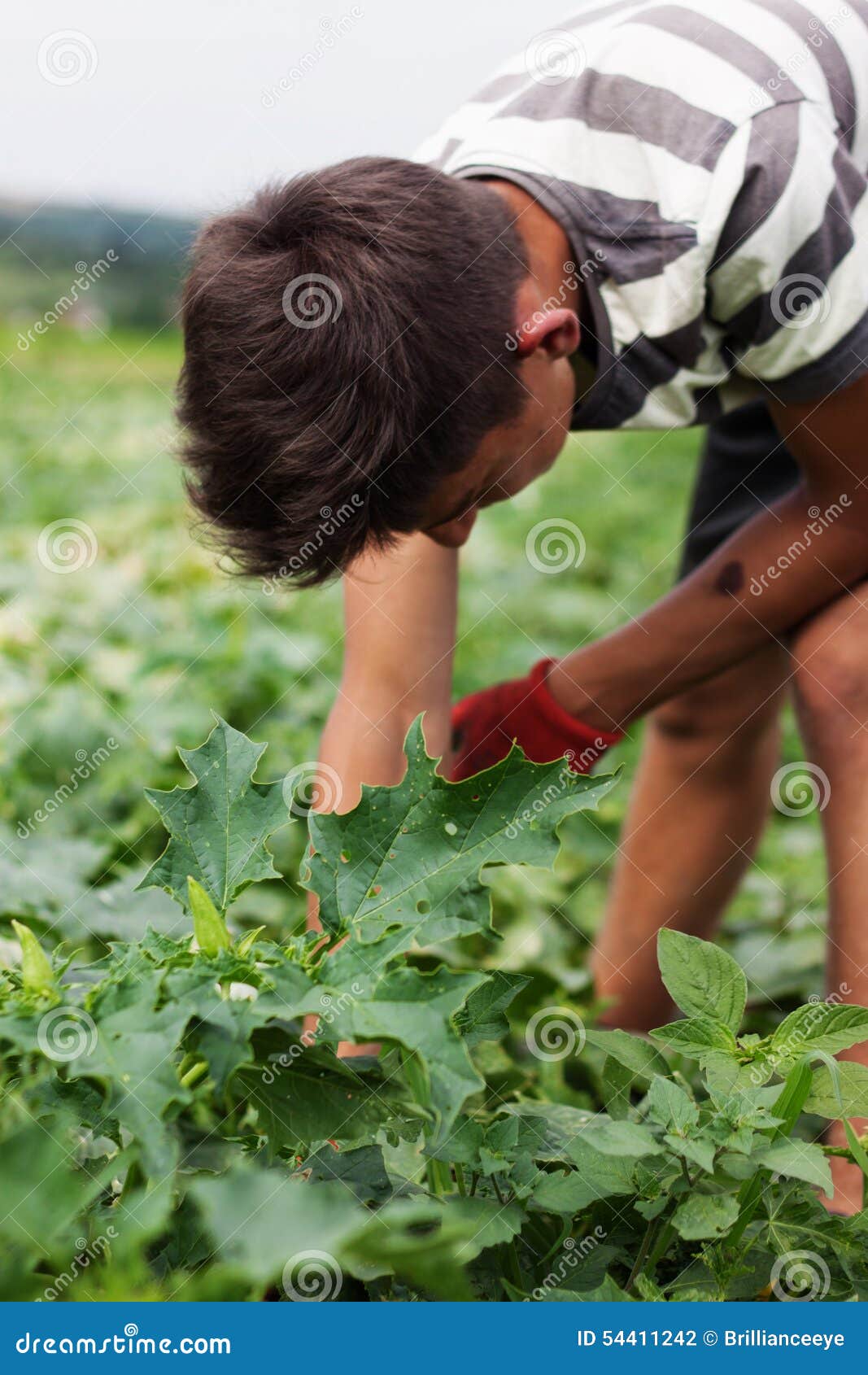 Boy is Picking Up the Cucumbers Stock Photo - Image of cucumber, field ...
