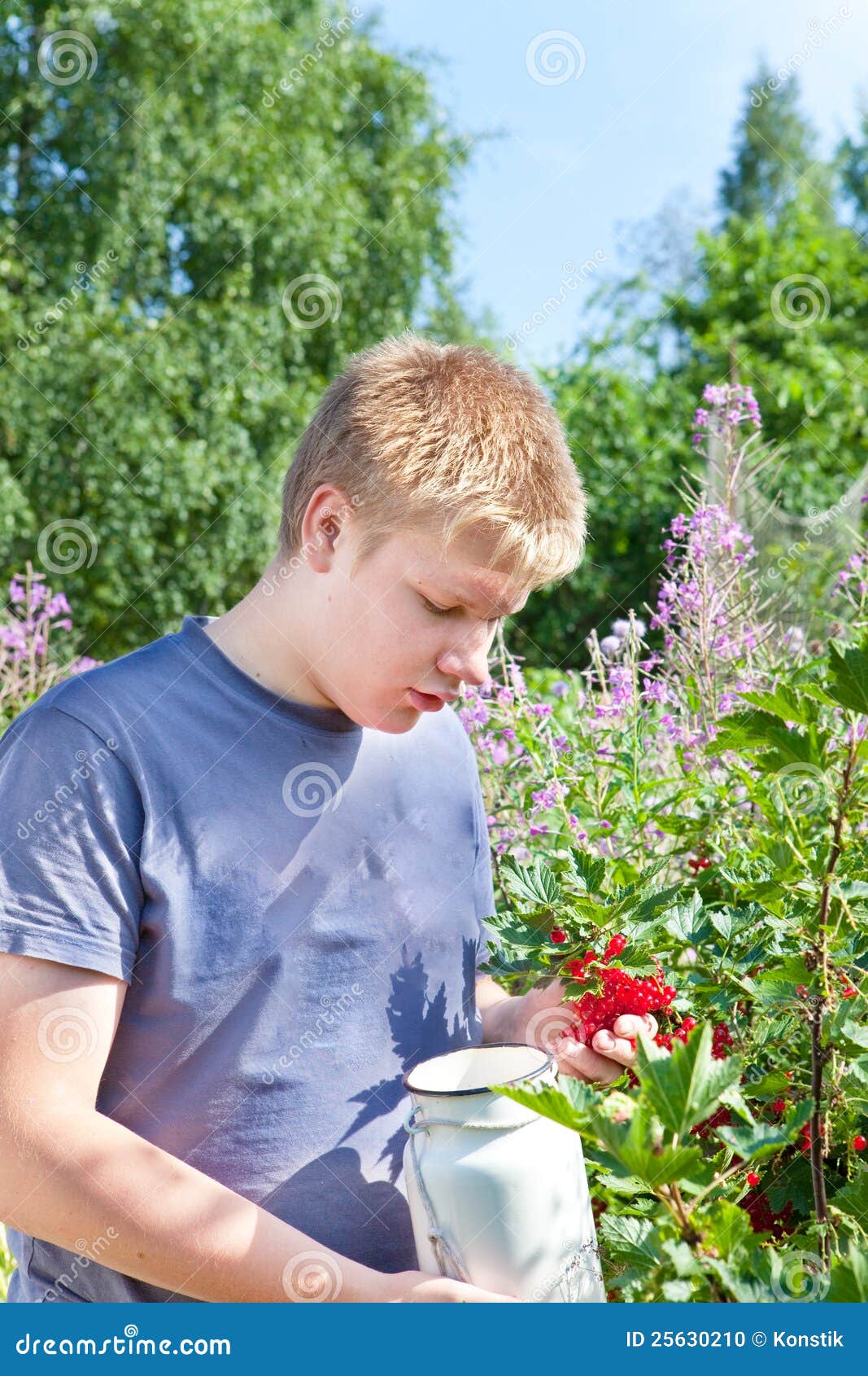 The Boy Picks Berries of a Red Currant from a Bush Stock Photo - Image ...