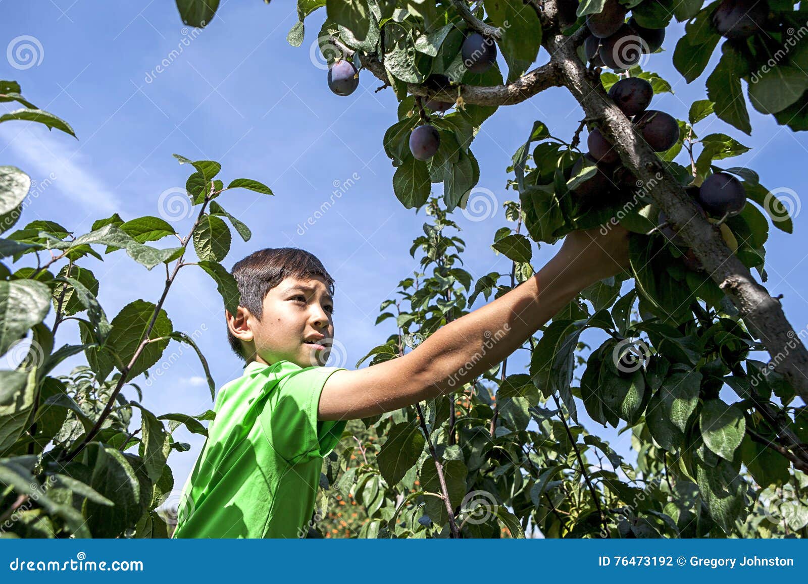 Boy picks plums. stock photo. Image of harvest, agriculture - 76473192