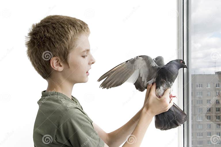 Boy with the pigeon stock image. Image of pigeon, male - 3549803