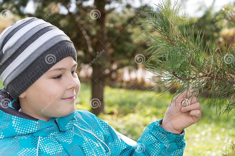 Boy in a pine park stock image. Image of high, forest - 35347319