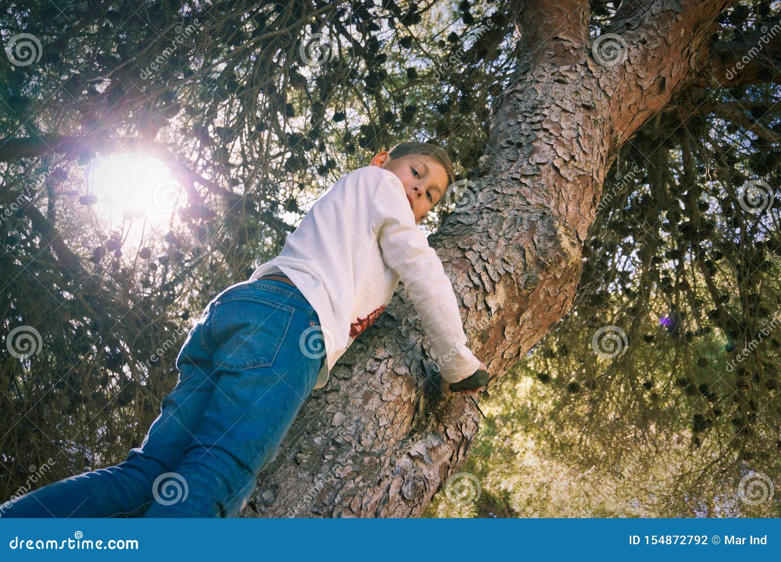 Boy on pine tree stock photo. Image of life, climb, climbing - 154872792
