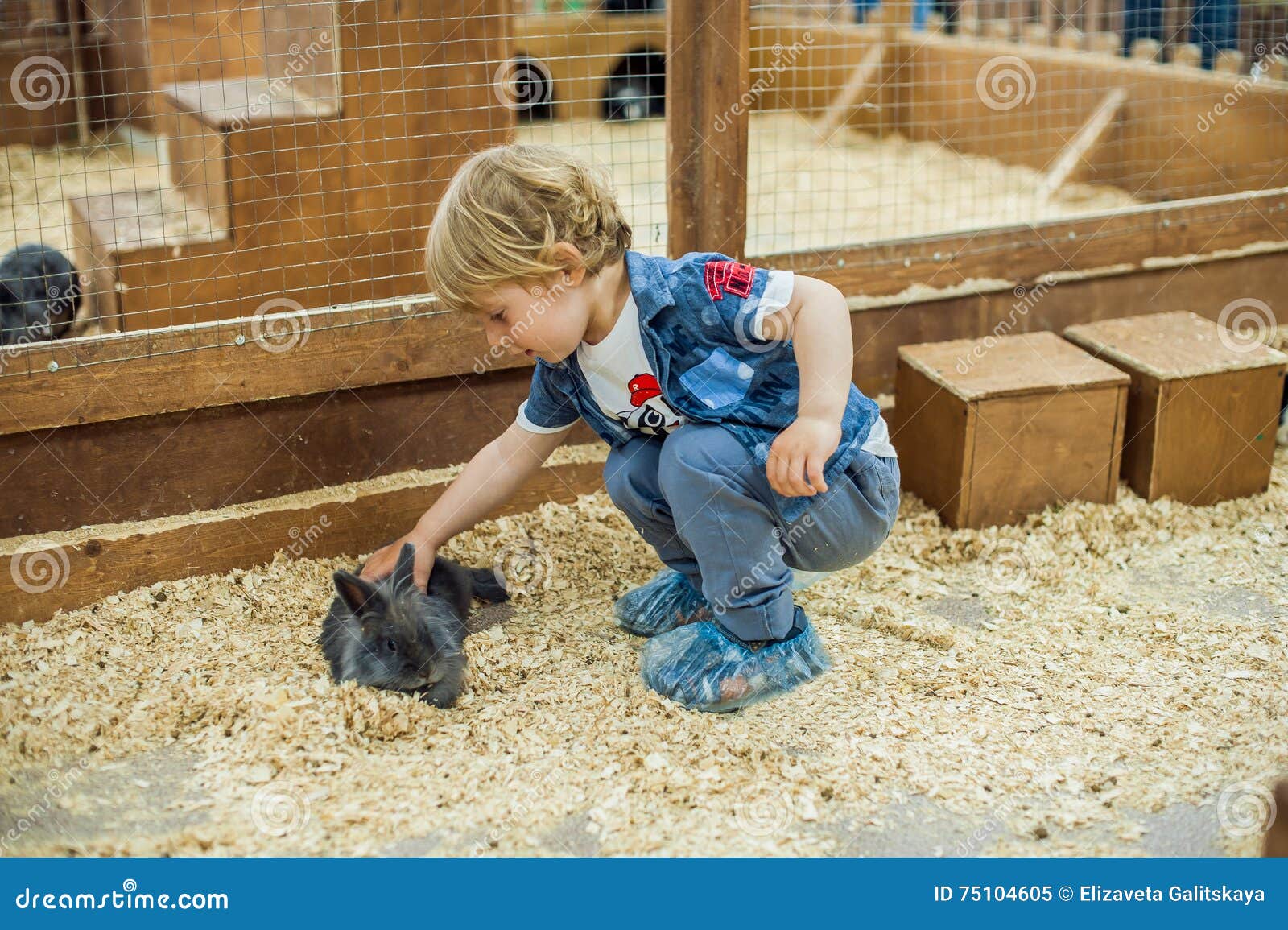 Boy play with the rabbits stock image. Image of hugs - 75104605