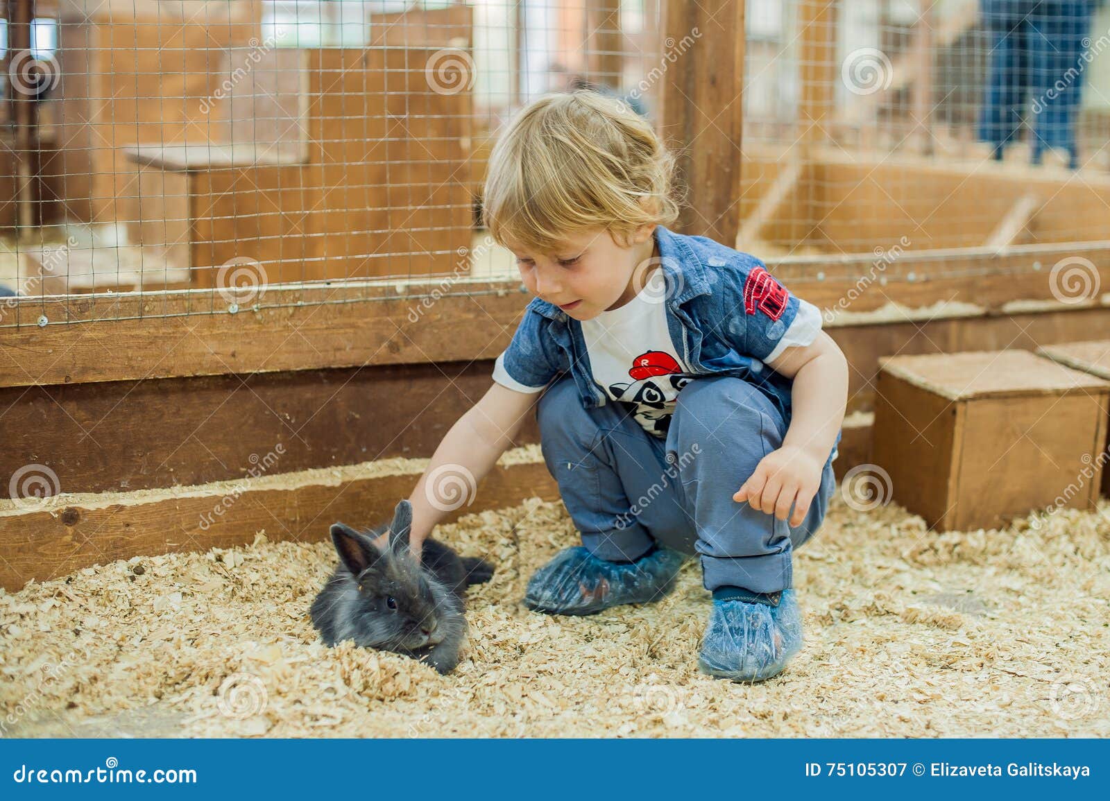 Boy play with the rabbits stock image. Image of childhood - 75105307