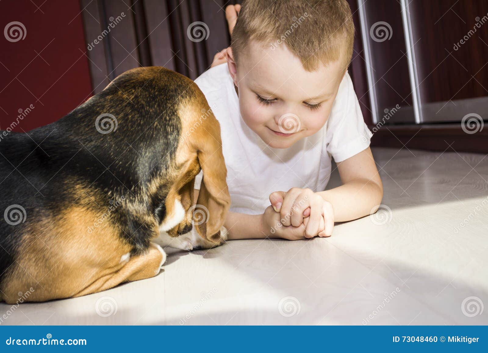 Boy Playing with the Dog Beagle Stock Photo - Image of playing, cute ...