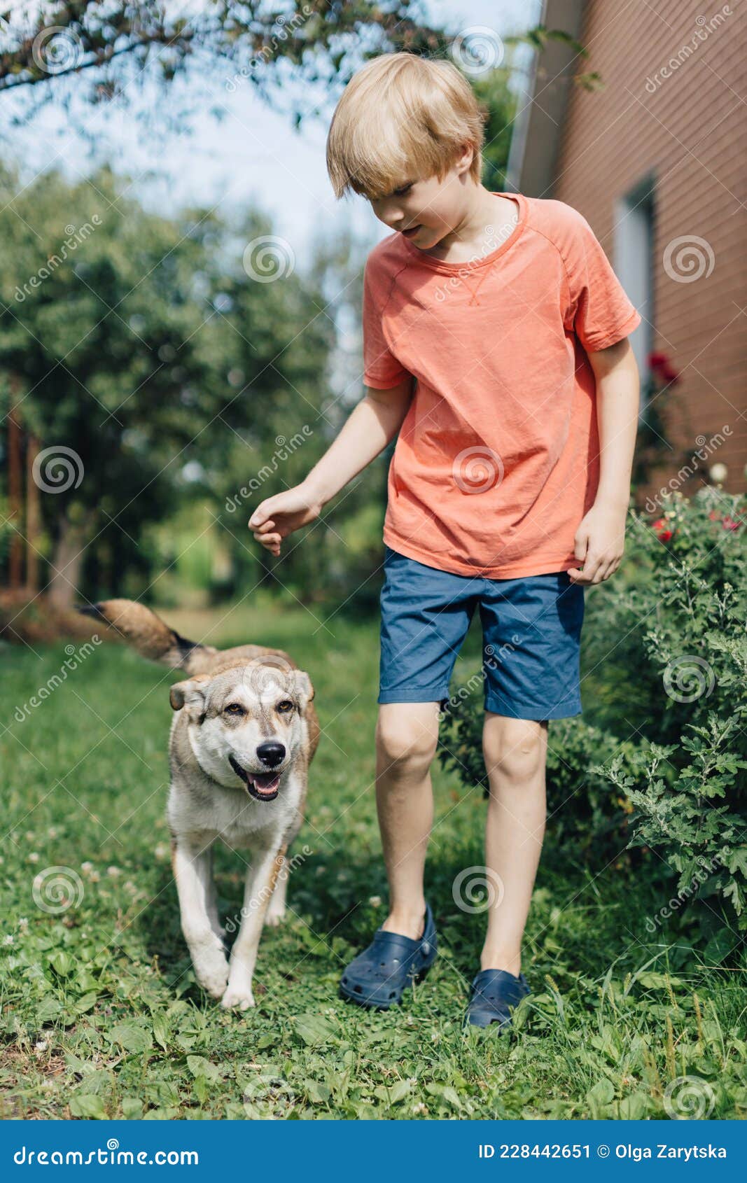 Boy playing with dog. stock image. Image of domestic - 228442651