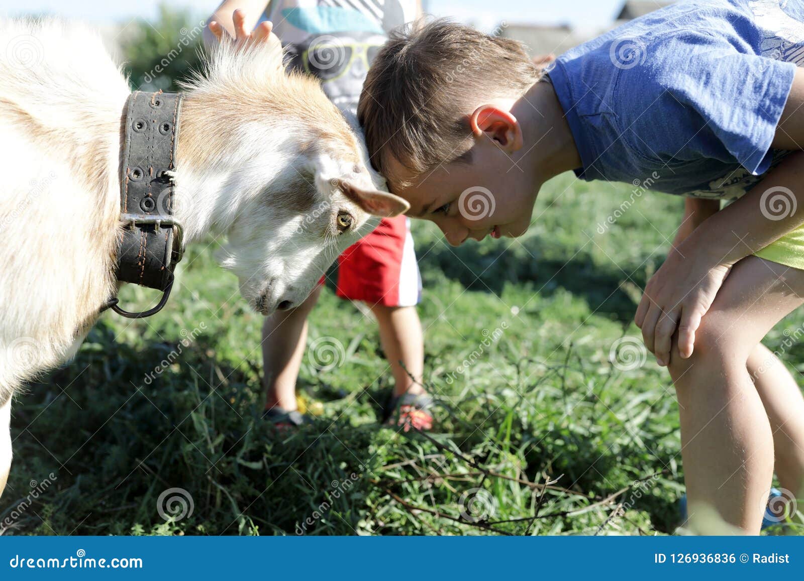 Boy playing with goat stock photo. Image of love, livestock - 126936836
