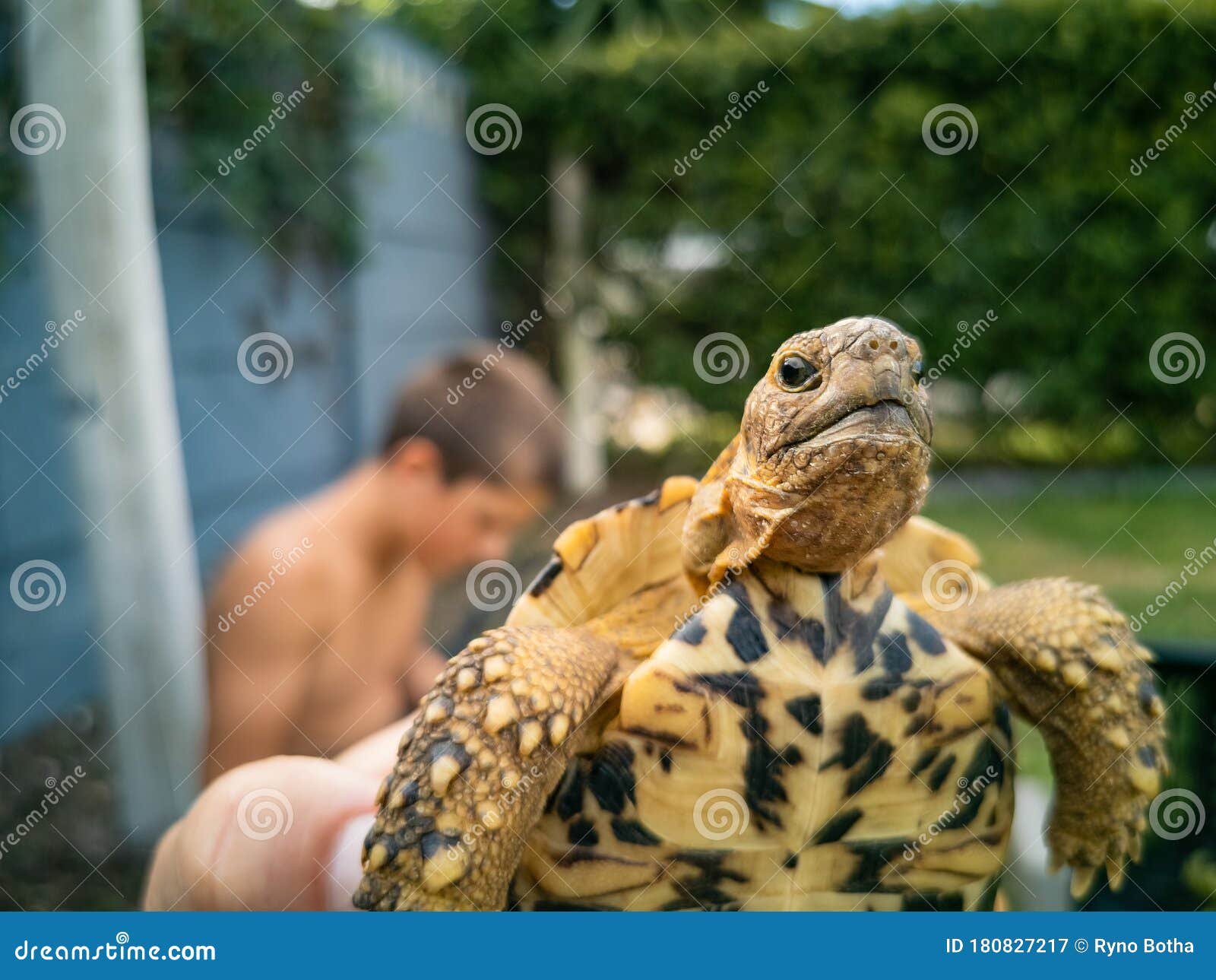 Boy Playing Outdoors on with a Turtle Tortoise Stock Image - Image of ...