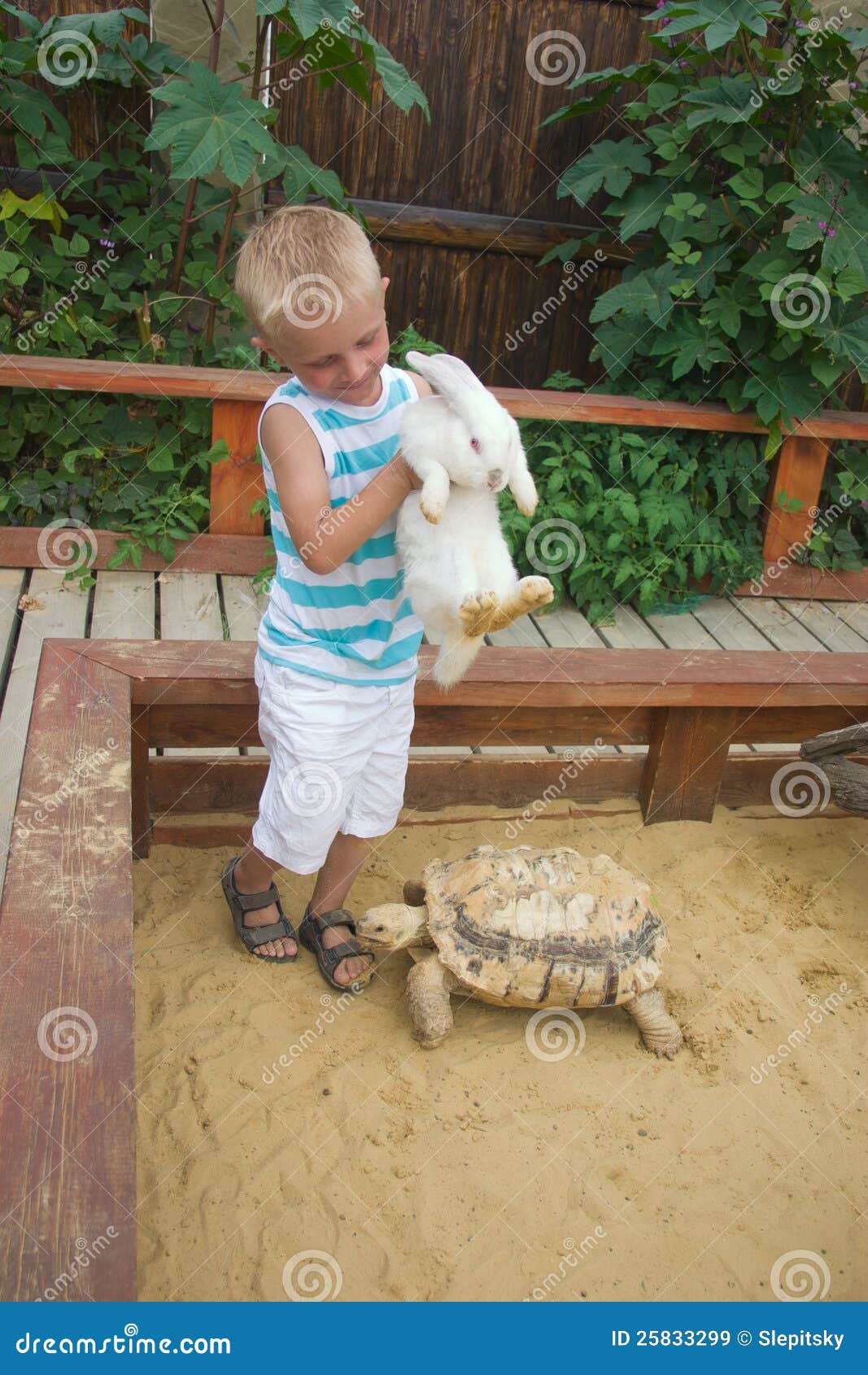 Boy Playing with Rabbit and Turtle in Sandbox Stock Image - Image of ...