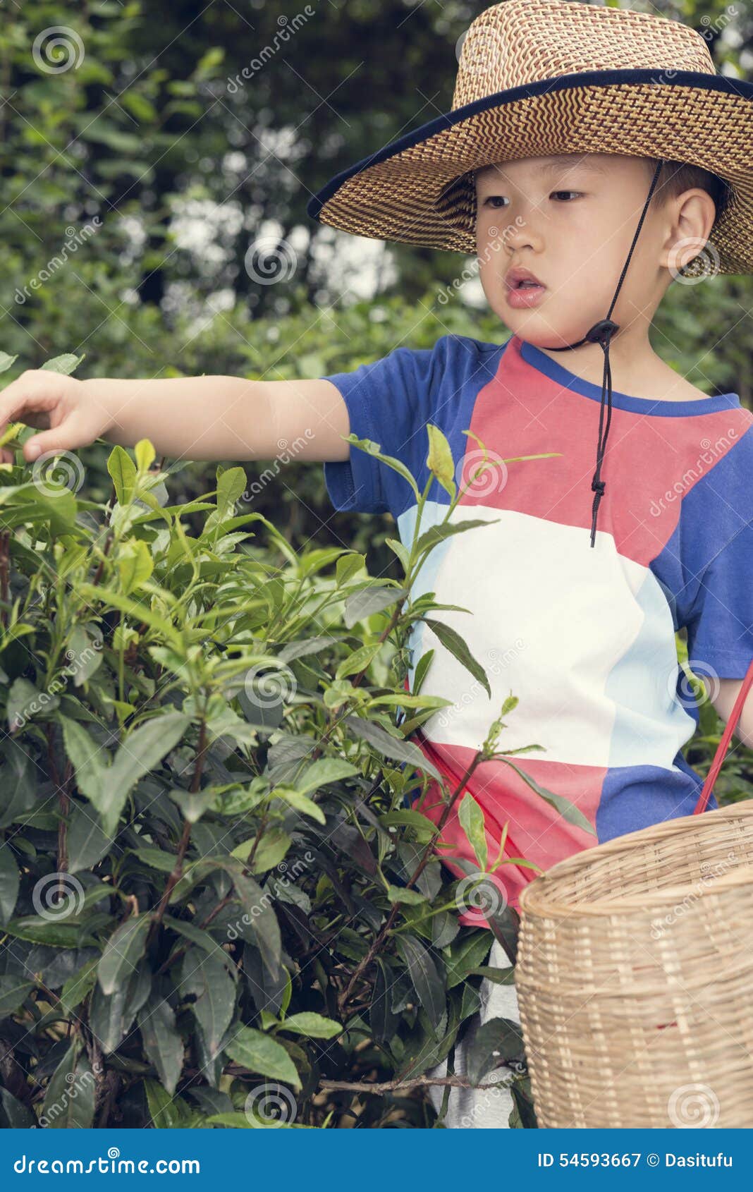 Boy plucking tea leaves stock image. Image of life, crop - 54593667