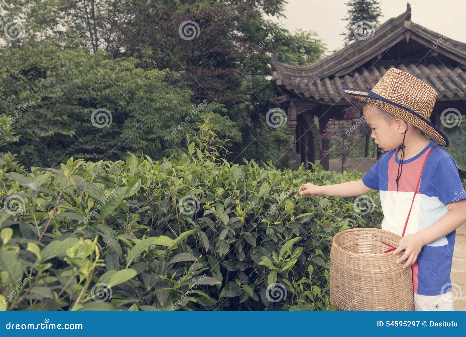 Boy plucking tea leaves stock image. Image of labour - 54595297