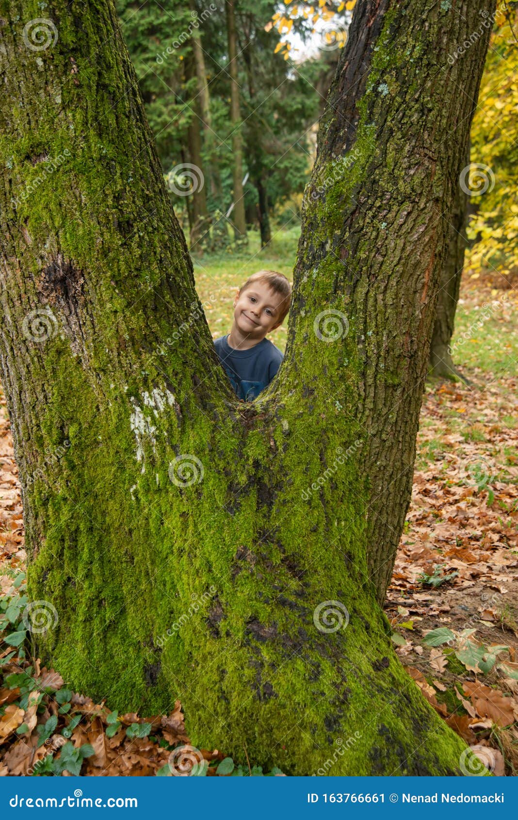 A Boy Posing Behind a Tree in the Woods Stock Image - Image of child ...