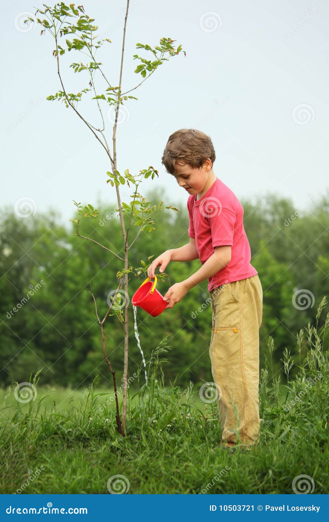 Boy Pours on Seedling of Tree Stock Image - Image of ecology, care ...