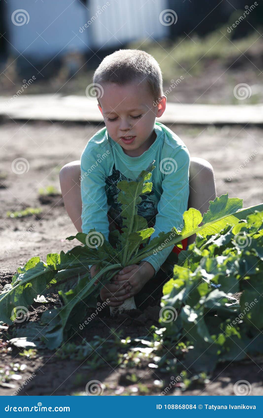 The Boy Pulls Out of the Ground a Large Radish Stock Photo - Image of ...