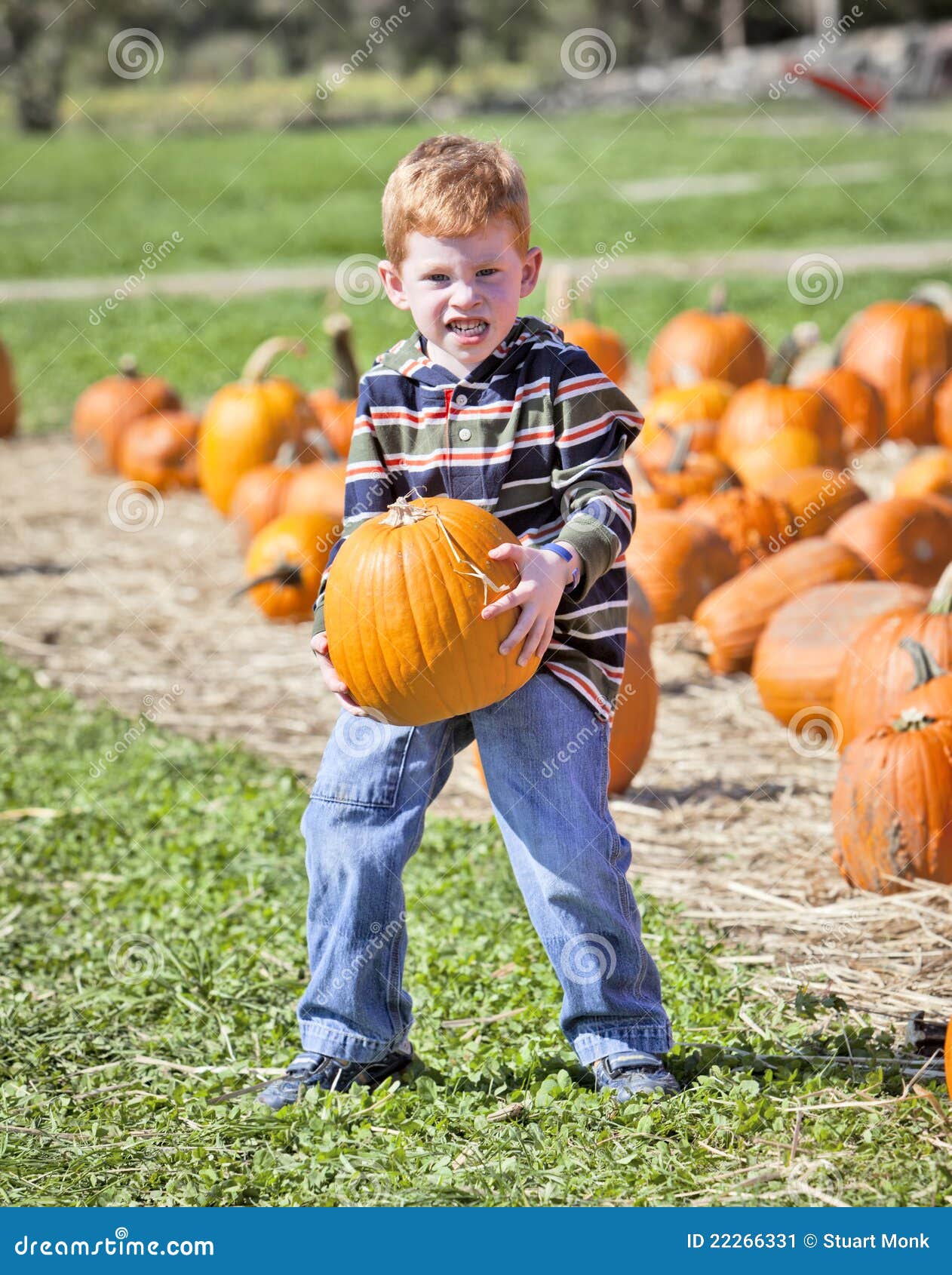 Boy with pumpkin stock image. Image of male, sunlight - 22266331