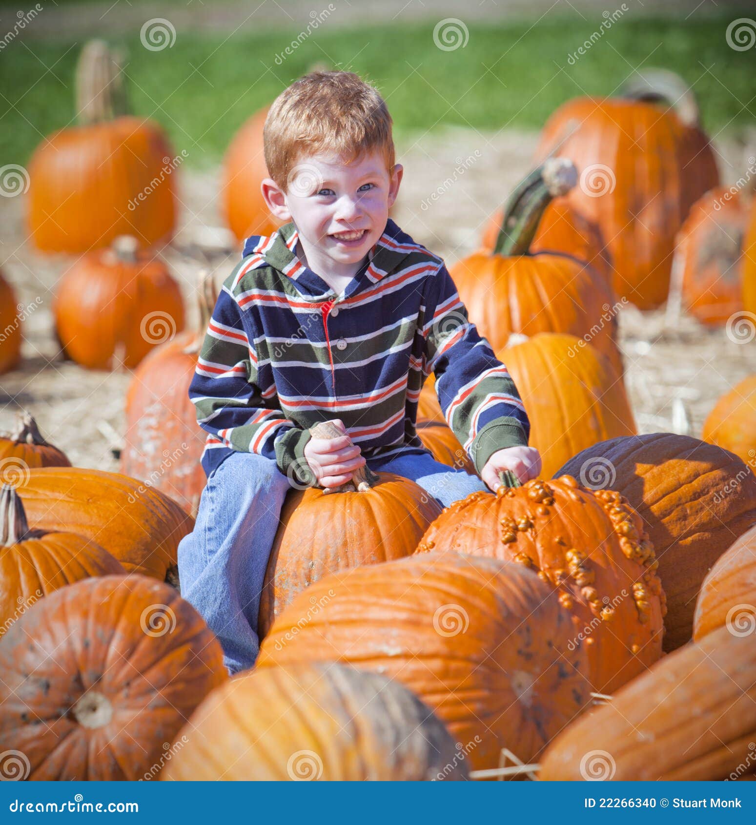 Boy with pumpkins stock photo. Image of jeans, thanksgiving - 22266340