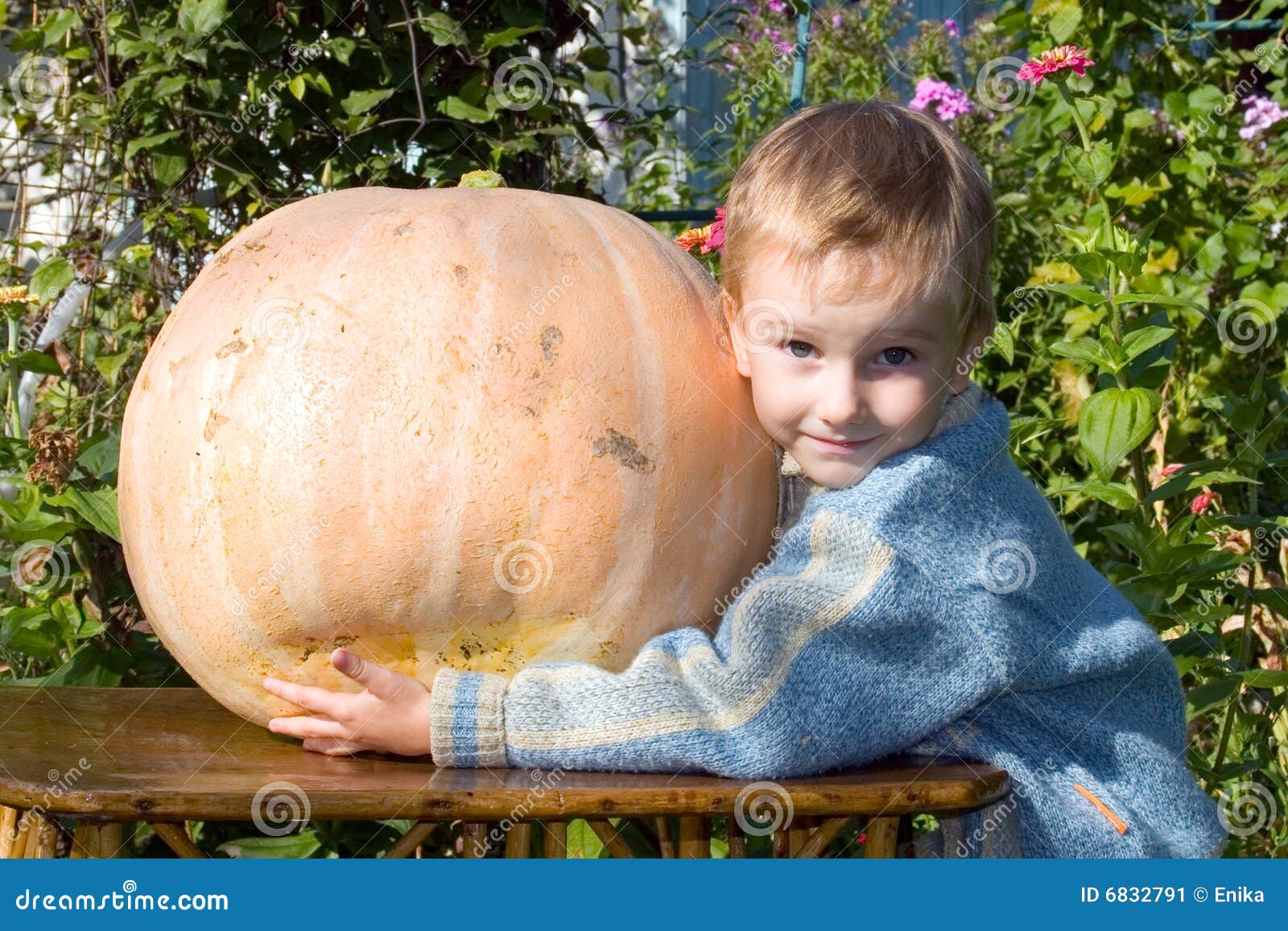 Boy and pumpkins stock image. Image of harvesting, autumn - 6832791
