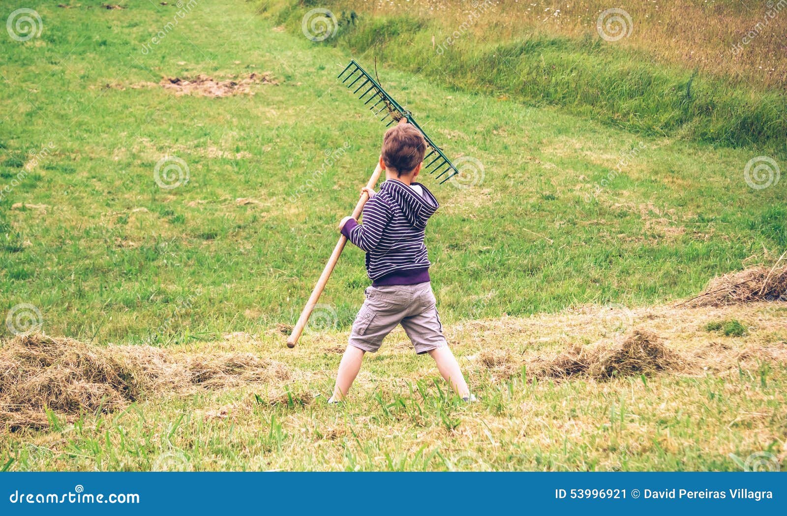 Boy Raking Dry Hay with Rake on Field Stock Image - Image of leisure ...