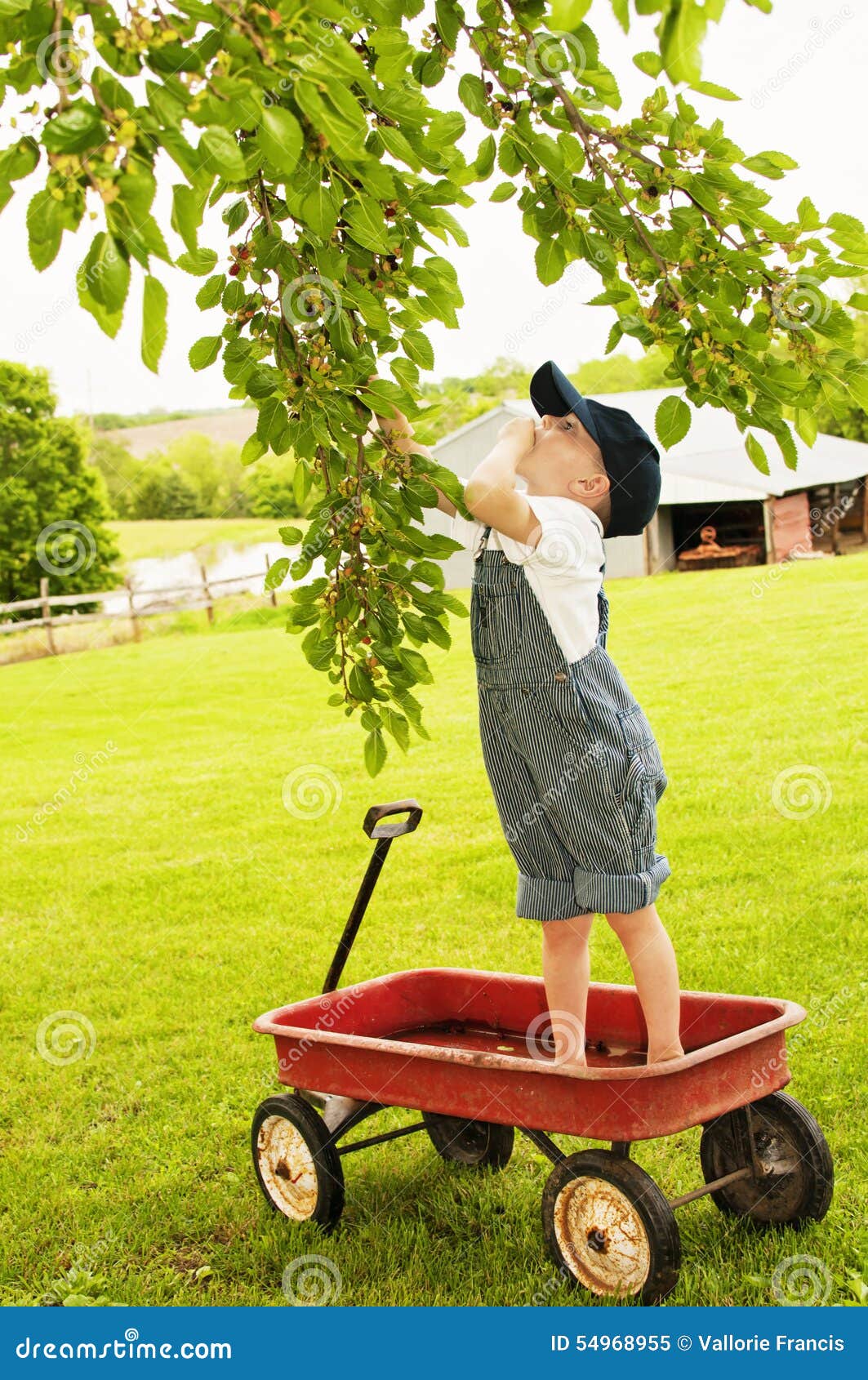 Boy Eating Mulberries in Wagon Stock Image - Image of tree, standing ...