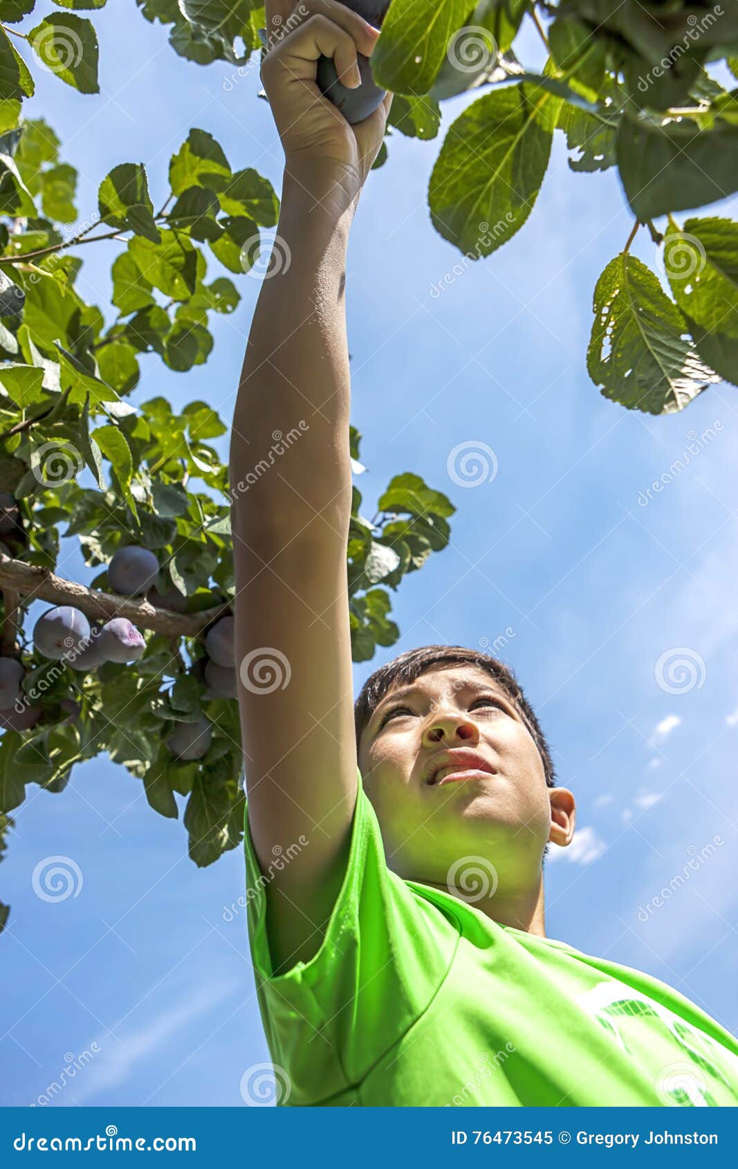 Boy Reaches Outward for Plum. Stock Image - Image of season, enjoy ...
