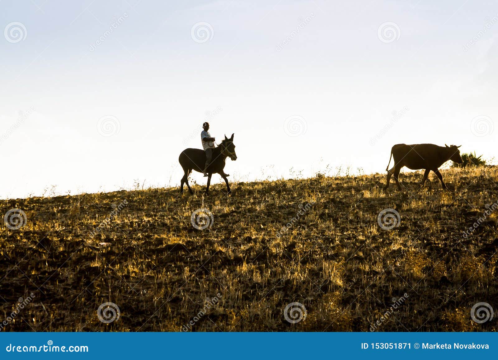 Boy Riding Donkey Going in Sunset on Morrocan Field Stock Image - Image ...