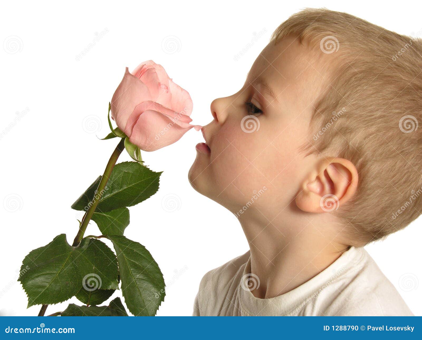 Boy with rose stock photo. Image of pink, learn, cupid - 1288790