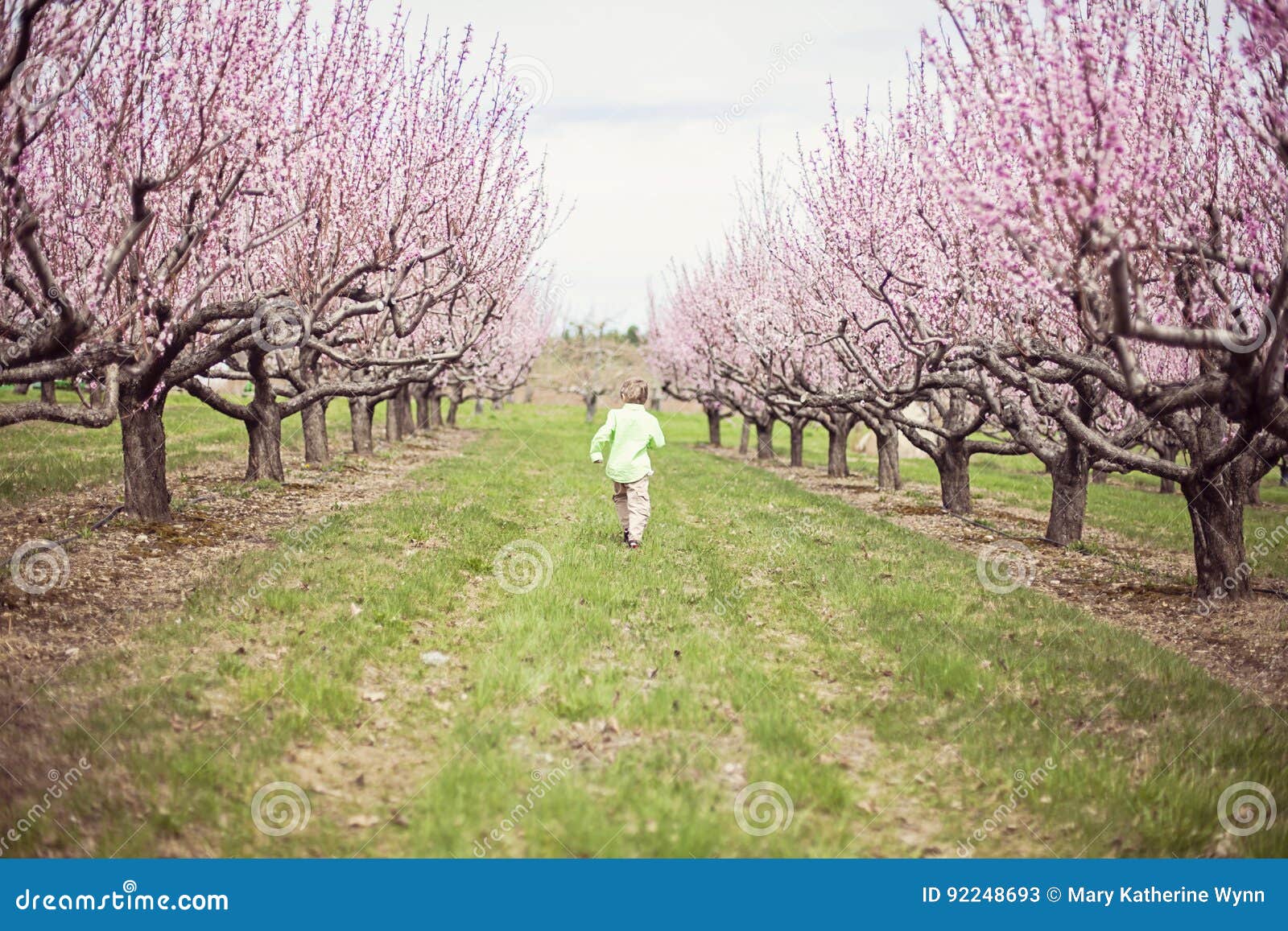 Boy Running in Peach Orchard Stock Image - Image of freedom, childhood ...