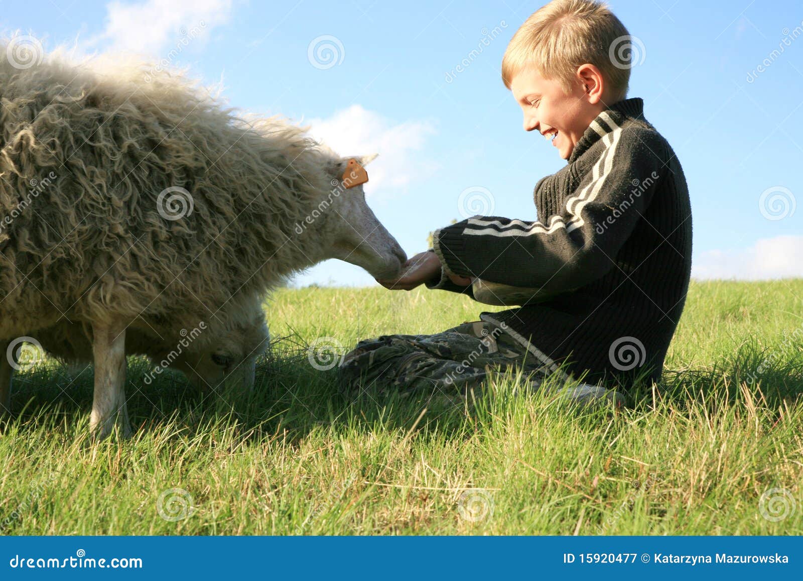 Boy and sheeps stock image. Image of green, downy, happy - 15920477
