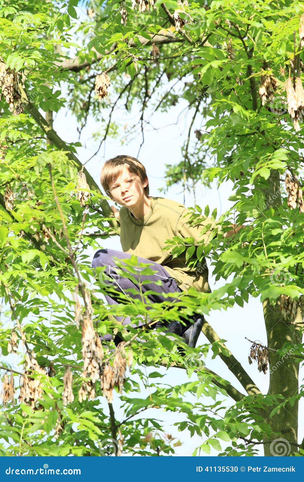 Boy sitting on the tree stock photo. Image of hang, leaves - 41135530