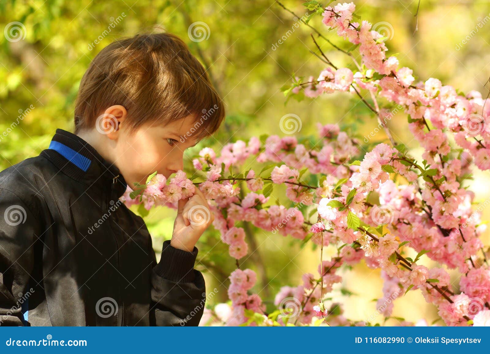 Boy Smelling the Blooming Bush of Rosehip Stock Photo - Image of flora ...