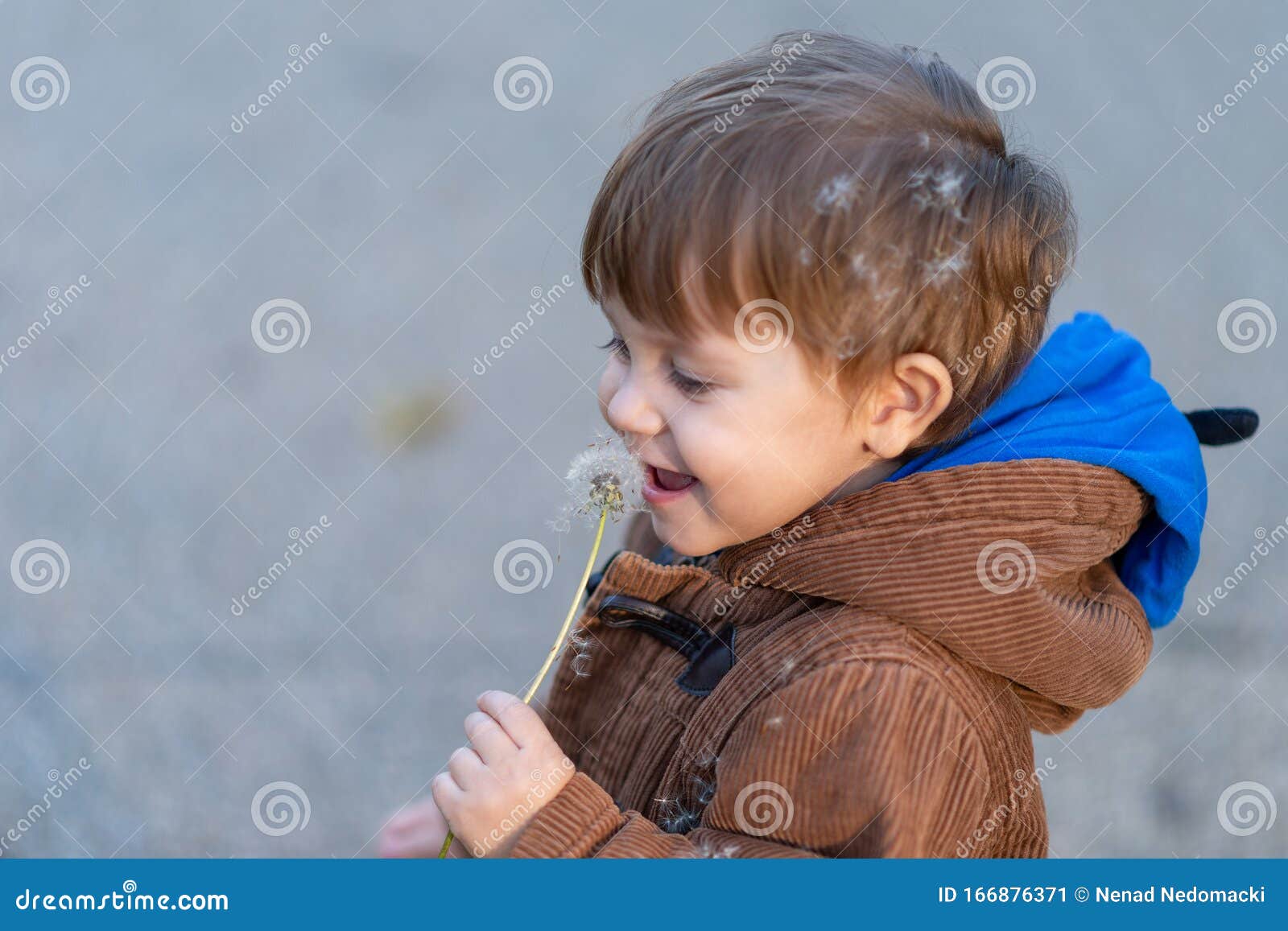 Boy Smelling Dandelion Flowers in Public Park Stock Image - Image of ...