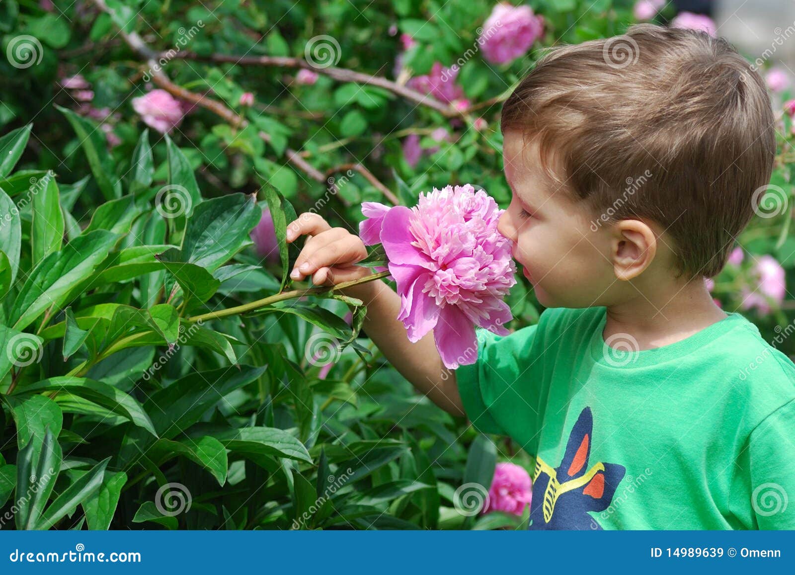 Boy smelling peony flower stock image. Image of little - 14989639