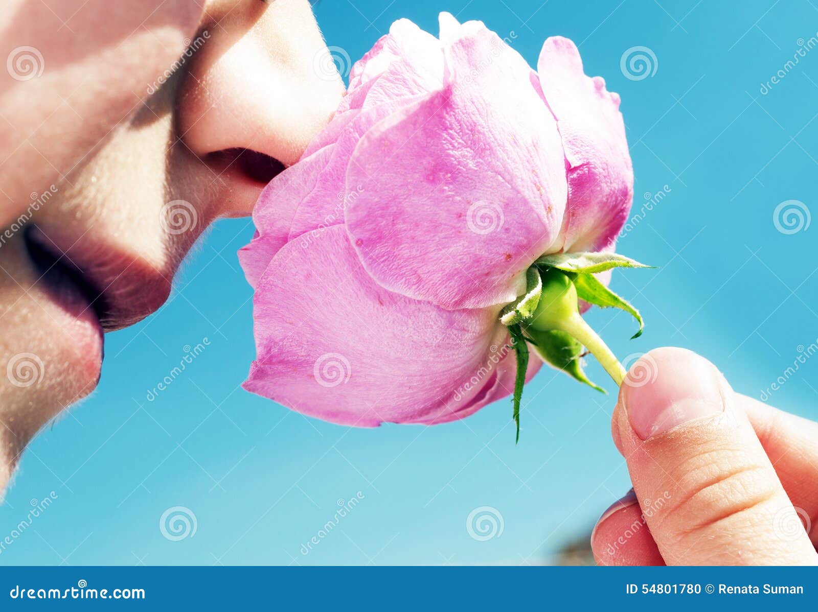 Boy smelling pink rose stock photo. Image of adorable - 54801780