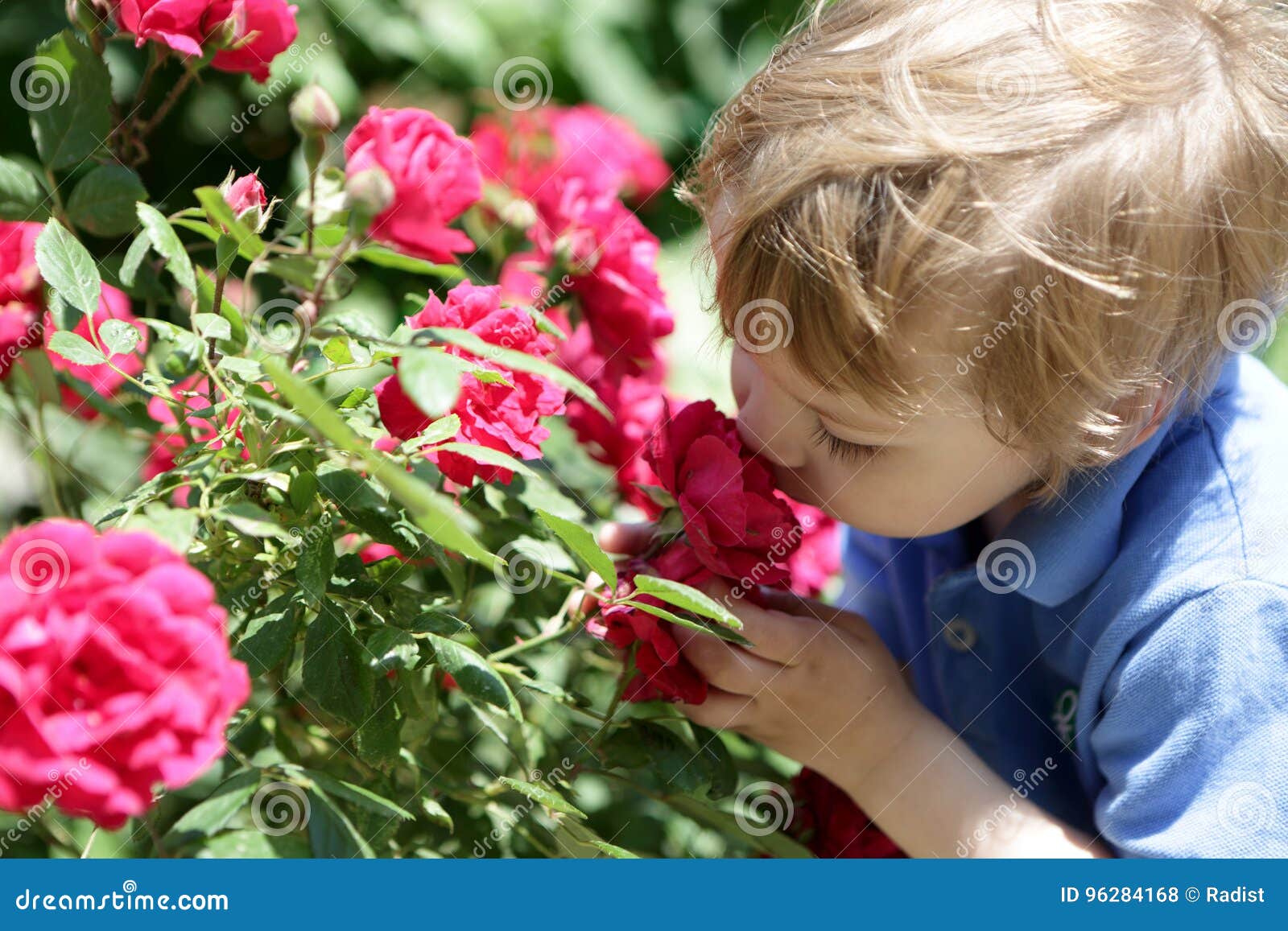 Boy smelling red rose stock photo. Image of caucasian - 96284168