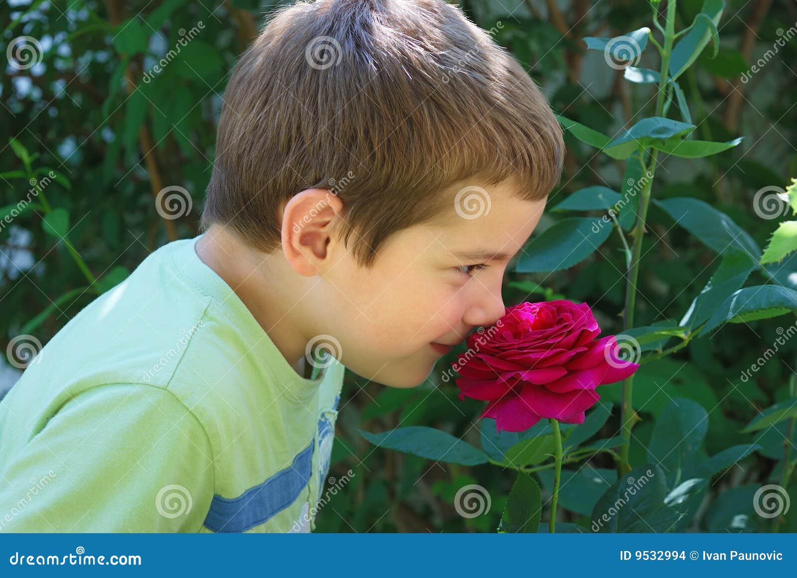Boy smelling rose stock photo. Image of child, happy, blossom - 9532994