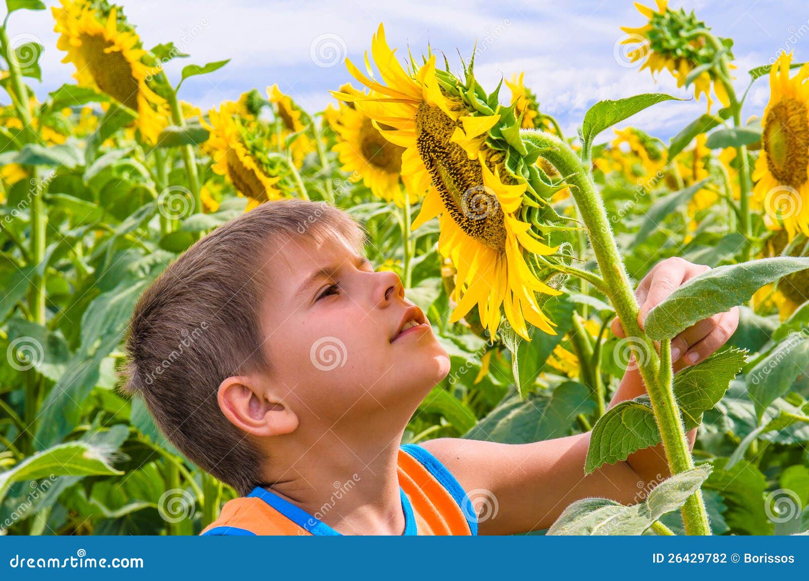 Boy smelling a sunflower stock photo. Image of nature - 26429782