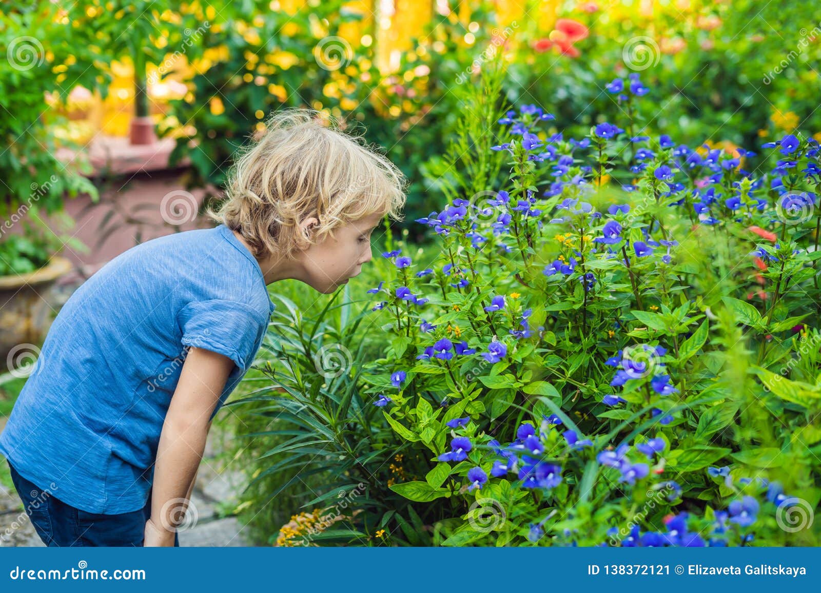 The Boy Smells a Little Blue Flowers Stock Image - Image of bloom ...