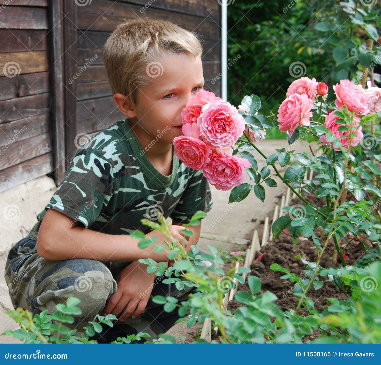 The boy smells roses stock image. Image of smell, summer - 11500165