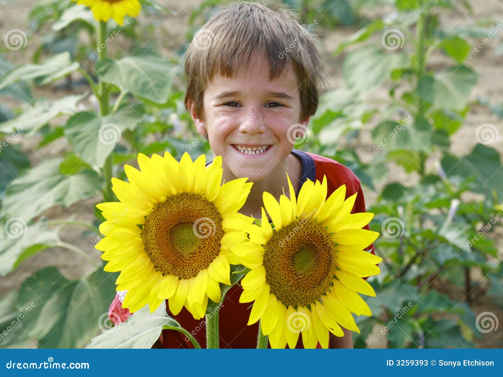 Boy Smiling stock image. Image of fields, handsome, cute - 3259393