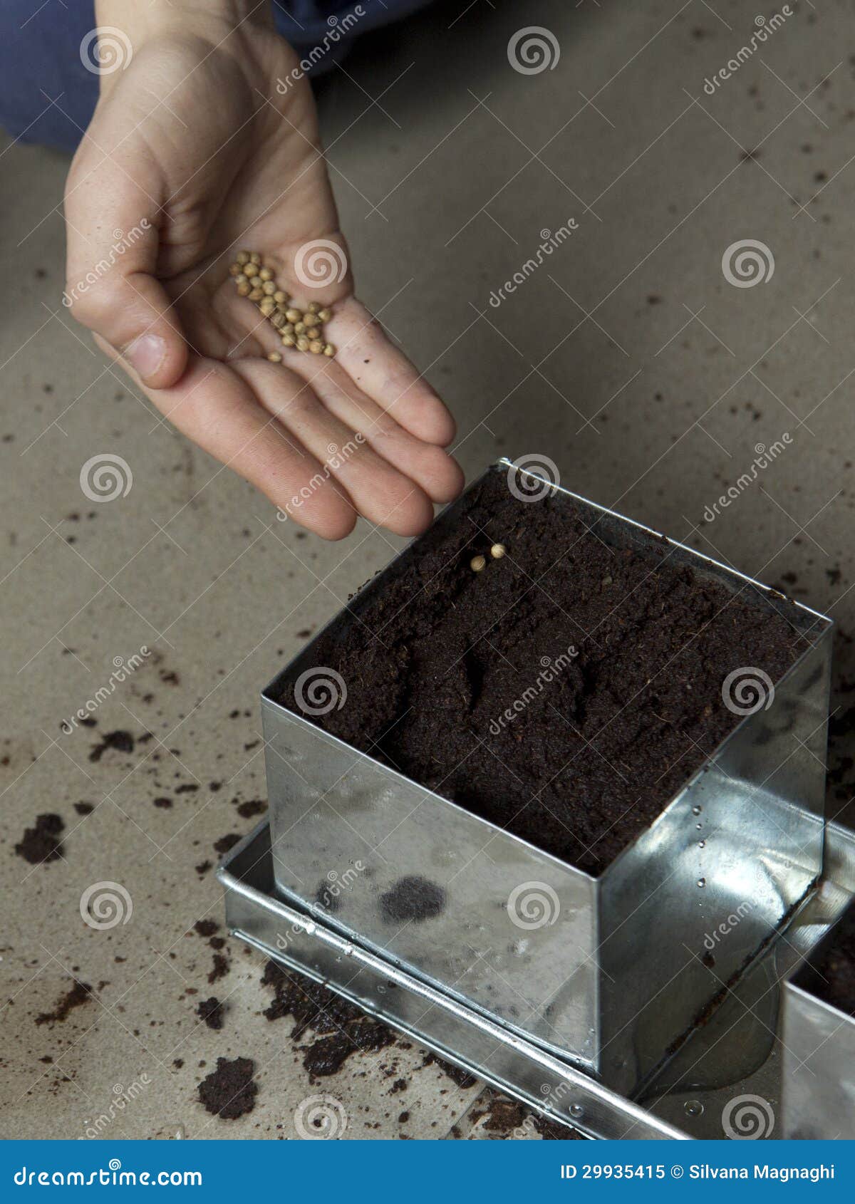 Seed in hand stock image. Image of crop, hand, hope, agronomics - 29935415