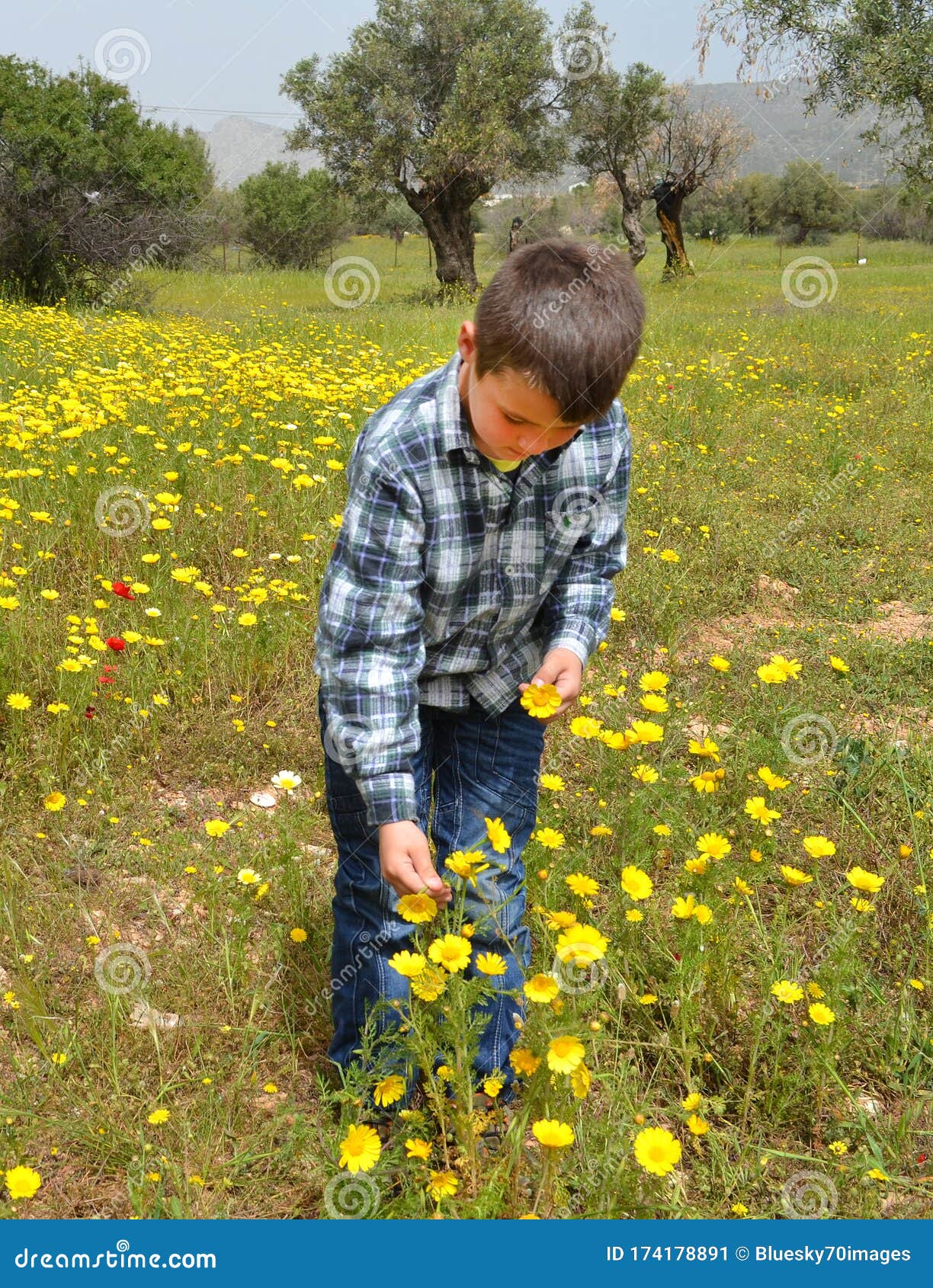 Boy in Spring Field and Playing with Daises Stock Image - Image of ...