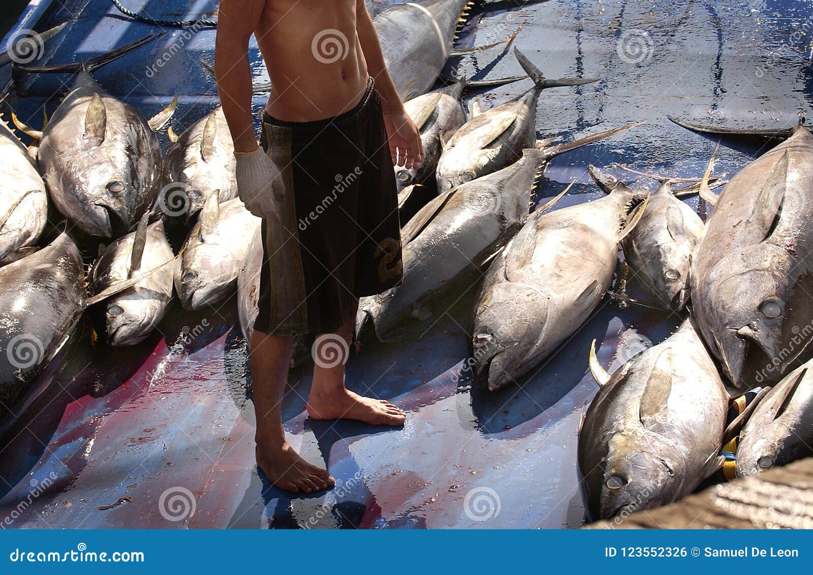 Tuna Market in Mindanao stock photo. Image of seafood - 123552326