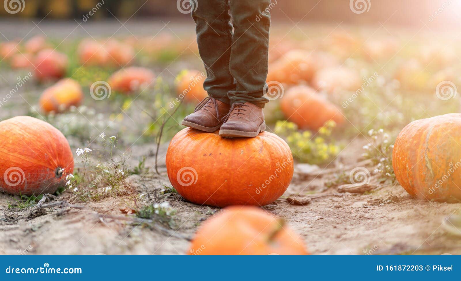 Boy Standing on Pumpkin in Pumpkin Patch Stock Image - Image of casual ...