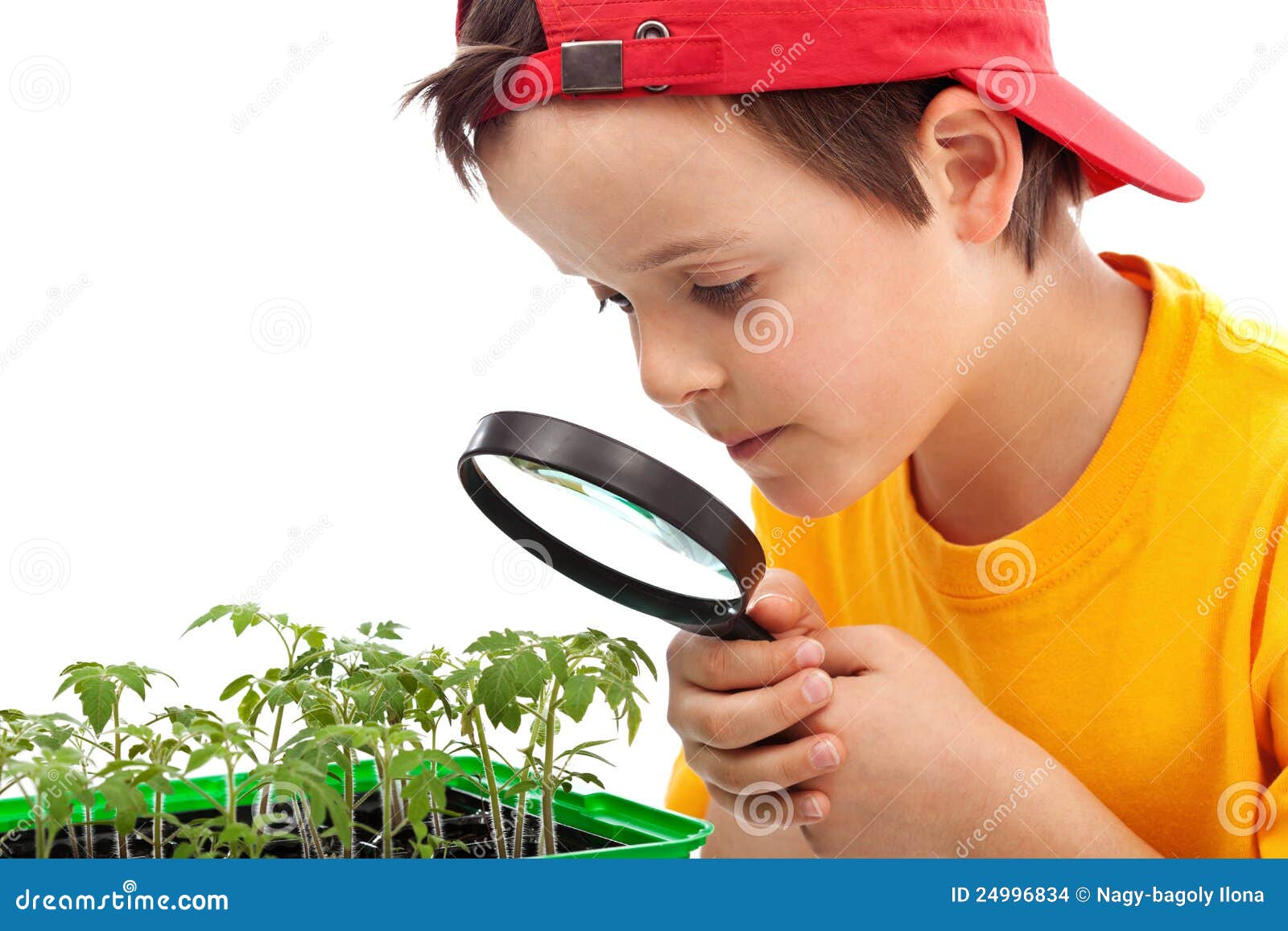 Boy studies young plants stock photo. Image of holding - 24996834