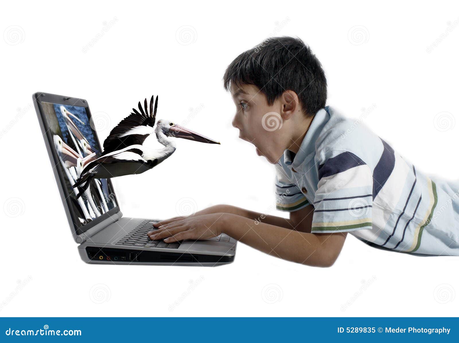 Pelican Computer Stock Photos - Free & Royalty-Free Stock Photos from ...