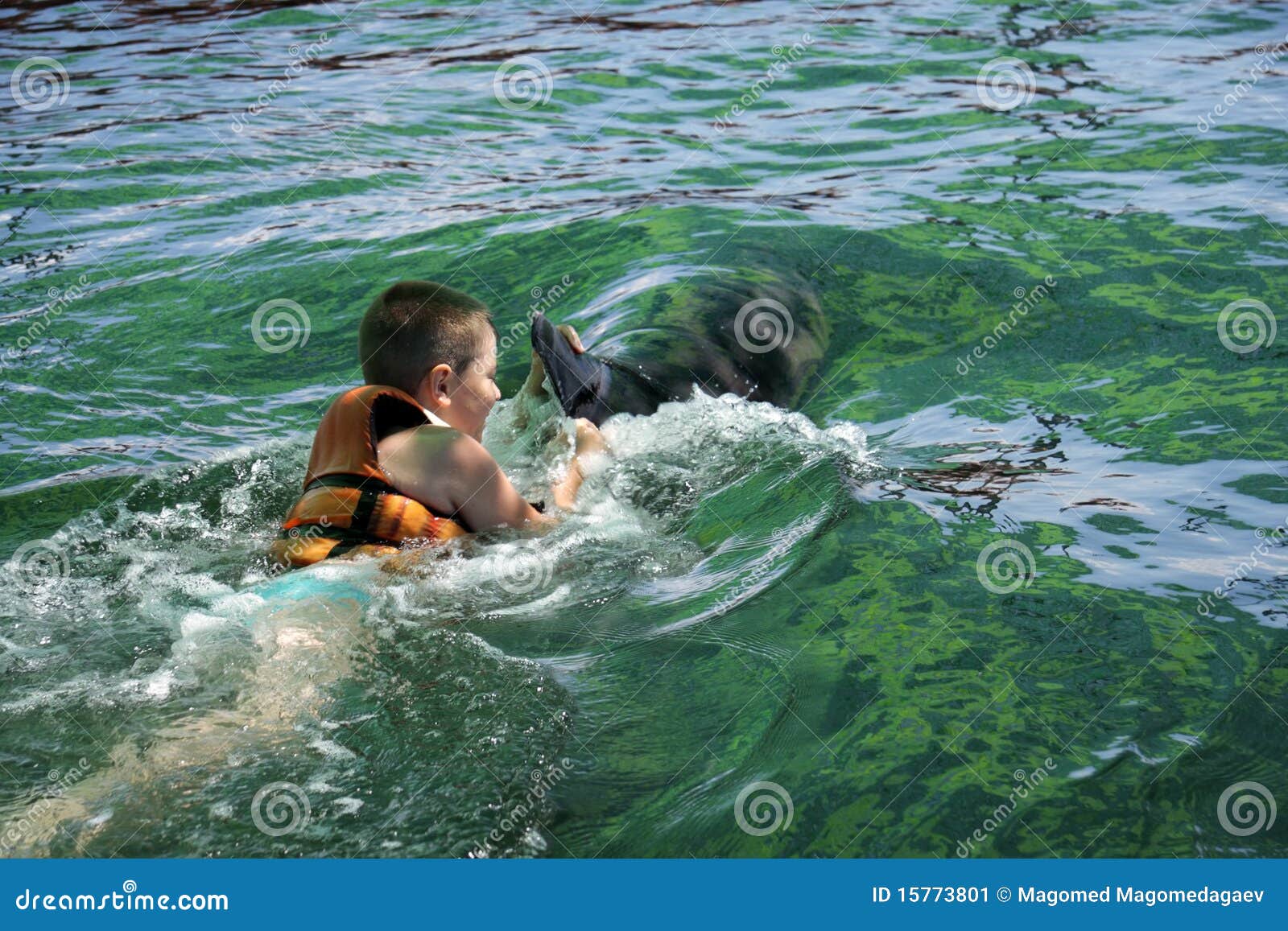 Boy Swimming with Dolphin Rear View Stock Image - Image of amusement ...